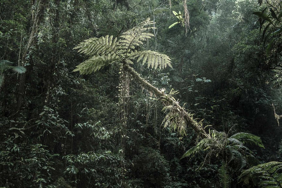 Uma oportunidade de recomeço para a Mata Atlântica | Biodiversidade ...