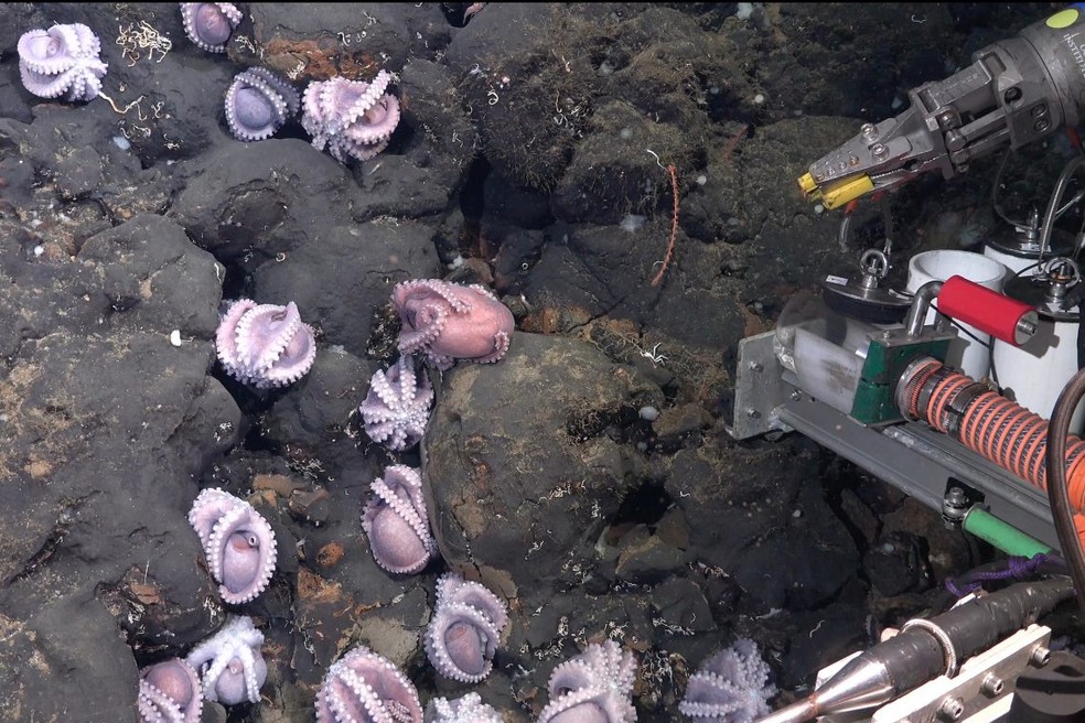 Cientistas descobrem quatro novas espécies de polvo na Costa Rica e ...
