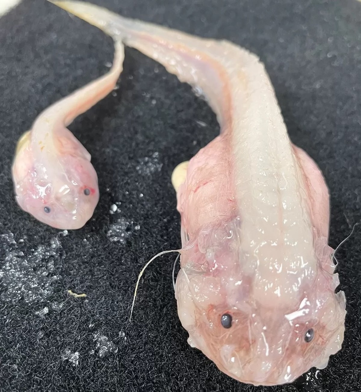 Peixe gelatinoso é capturado a mais de 8 mil metros de profundidade e ...