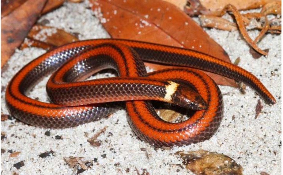 Nova espécie de cobra com cores estonteantes e "colar" amarelo é ...