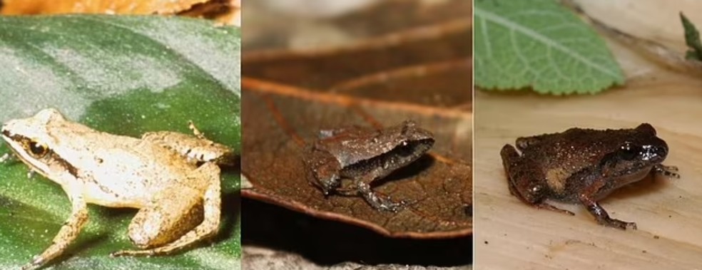 Cientistas descobrem seis dos menores sapos do mundo, entre eles alguns ...