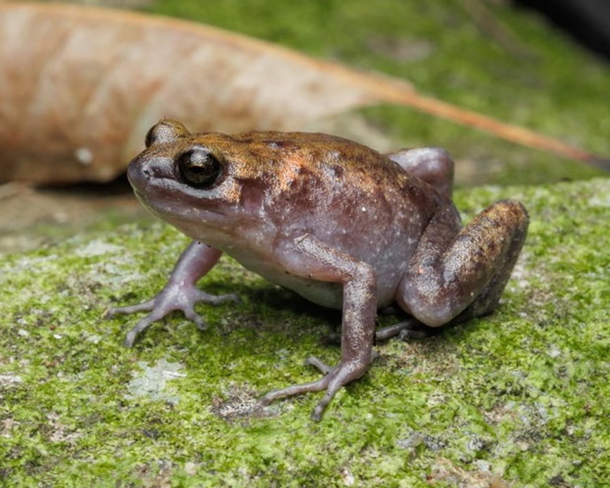 Novas espécies de sapos e lagarto são descobertas em ilha isolada